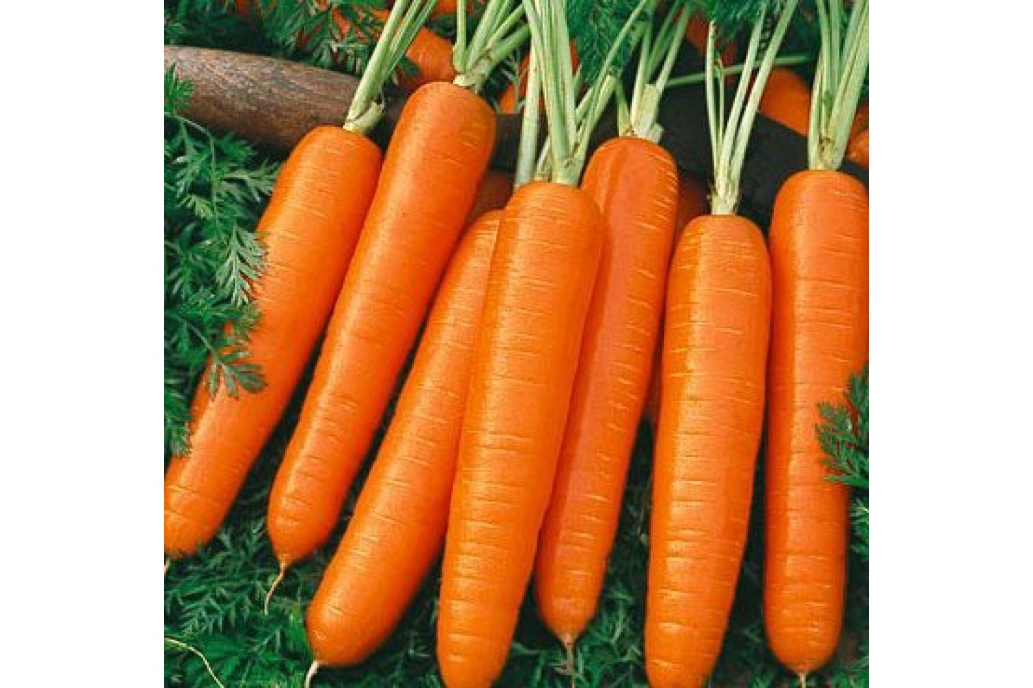 Macérât bio Carotte Racines France Base Huile de Sésame vierge bio