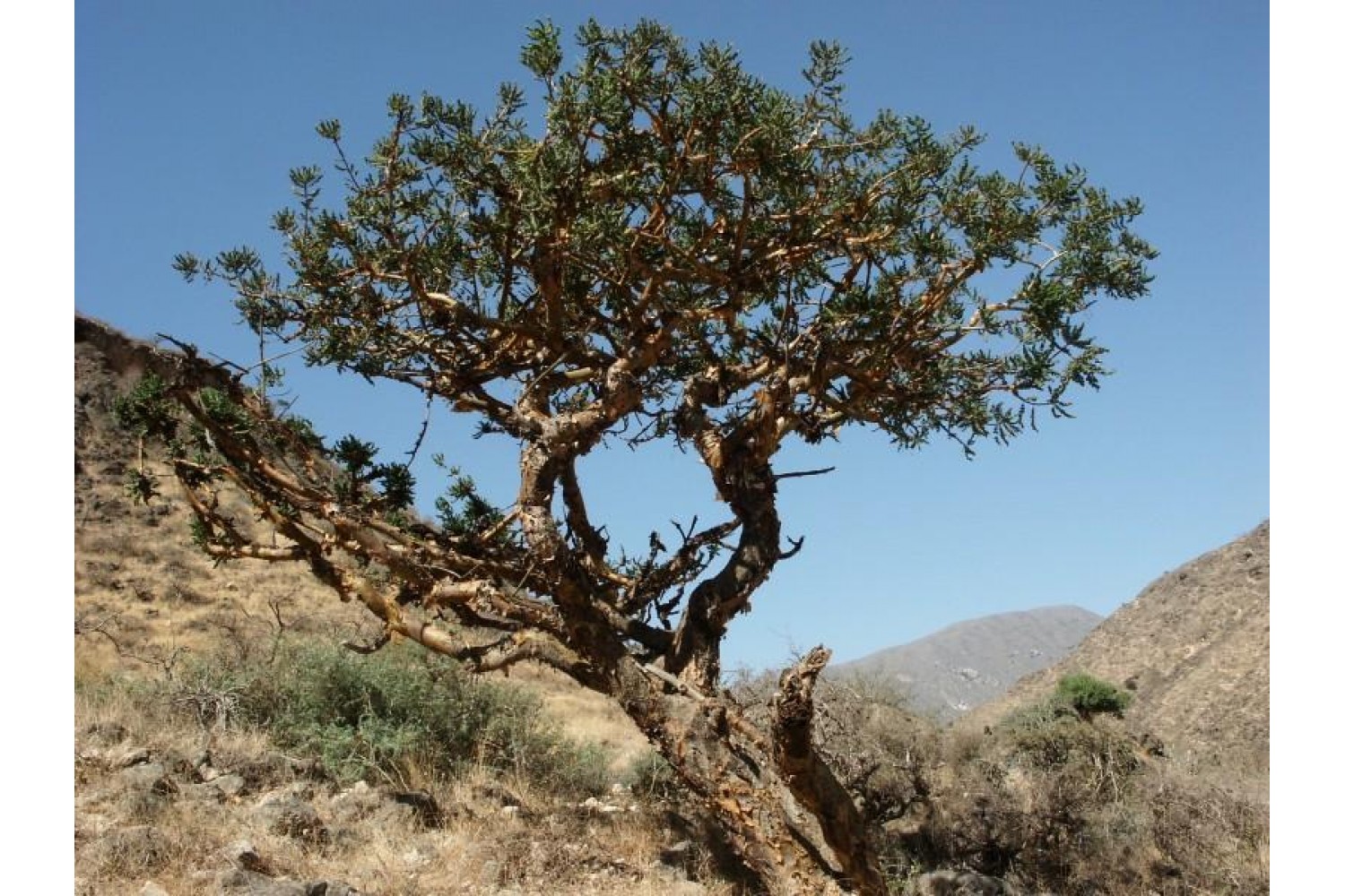 Huile essentielle bio Encens Oliban Gomme-résine Tiges Somalie